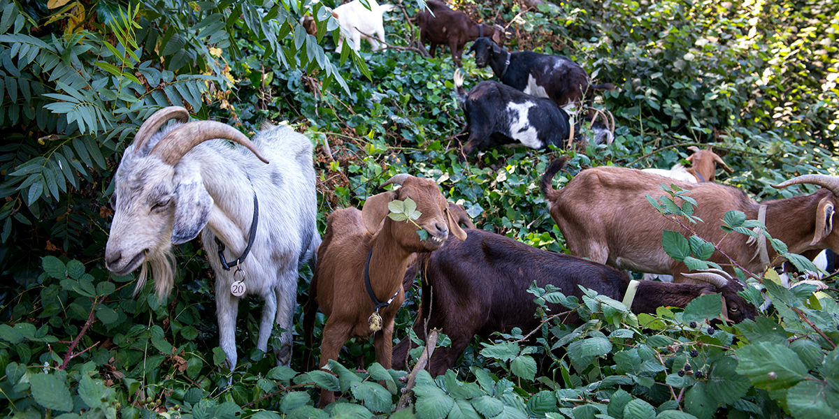 Amazing Graze: 75 Goats Advance Rehabilitation Project at Fort Mason ...