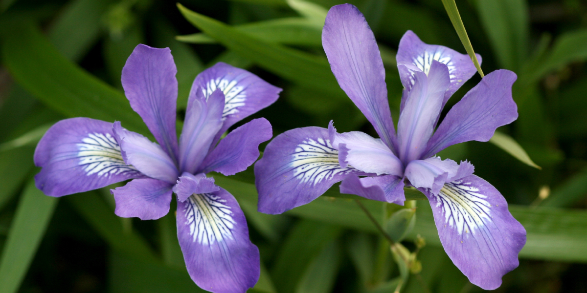 Douglas Iris | Golden Gate National Parks Conservancy