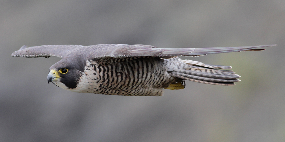 Peregrine Falcons Unite! | Golden Gate National Parks Conservancy