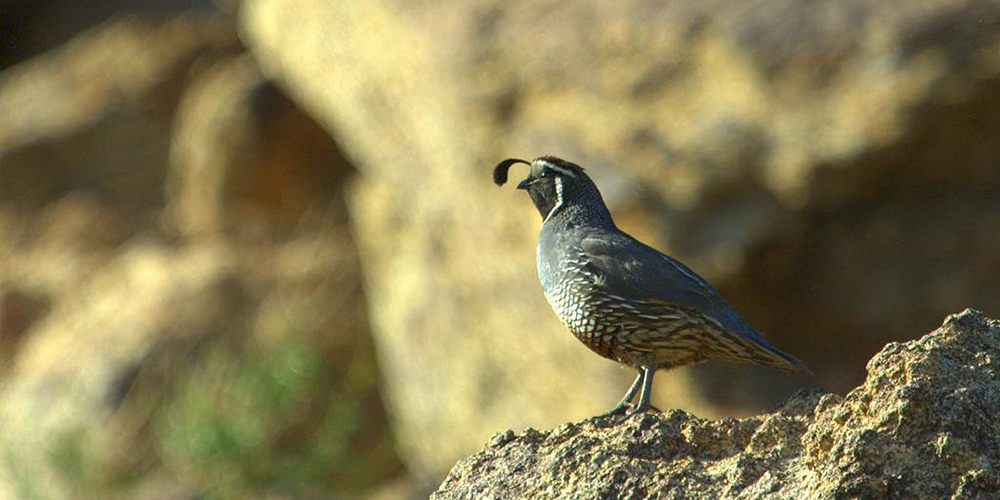 California Quail, represent! | Golden Gate National Parks Conservancy
