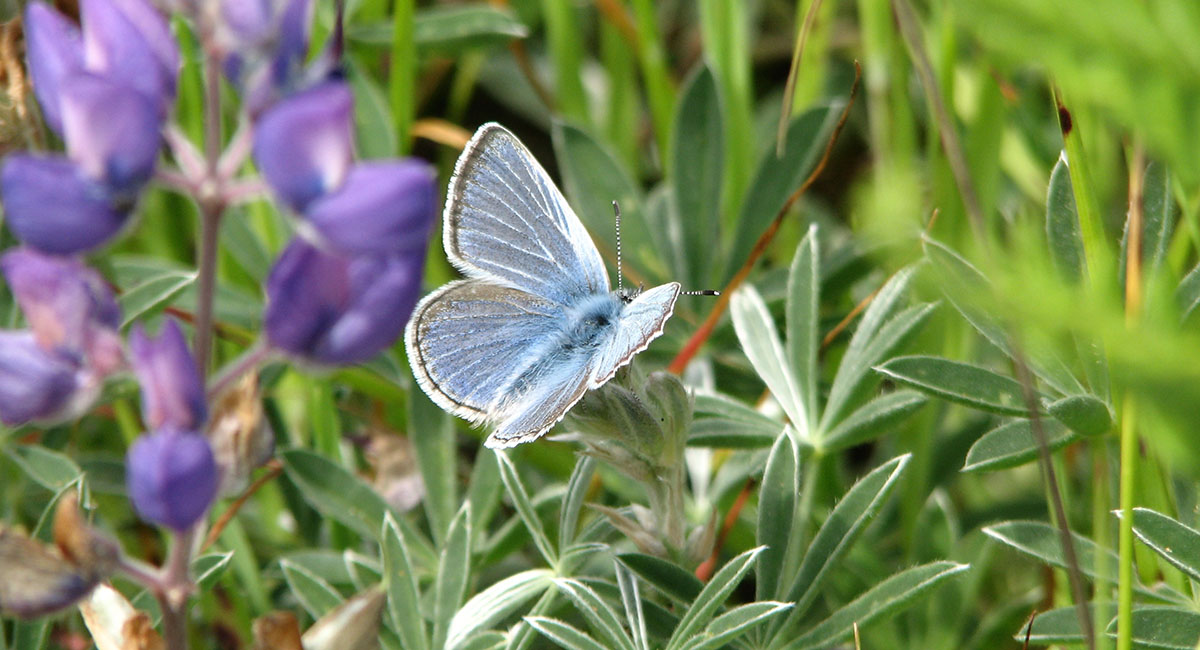 Silvery Blue Butterfly