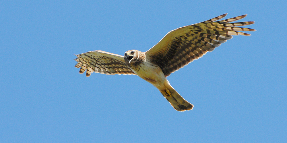 The Elusive, Mystifying Northern Harrier | Golden Gate National Parks ...