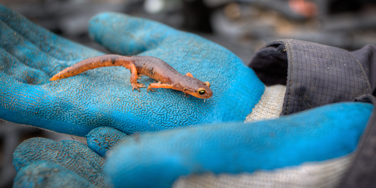 How the Enigmatic Ensatina Sheds Light on “Species” | Golden Gate ...