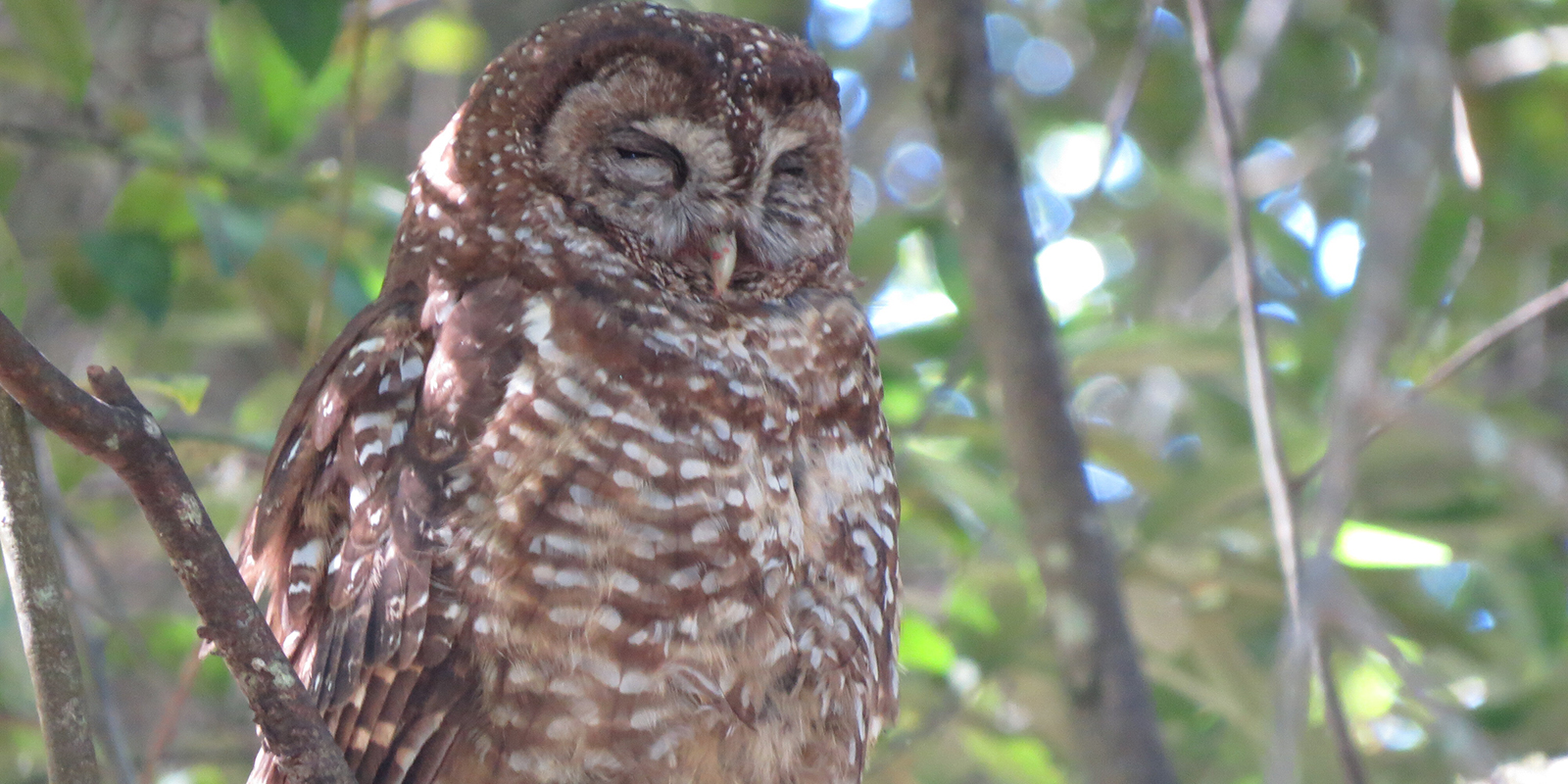 Northern Spotted Owls: Why you should give a hoot | Golden Gate ...