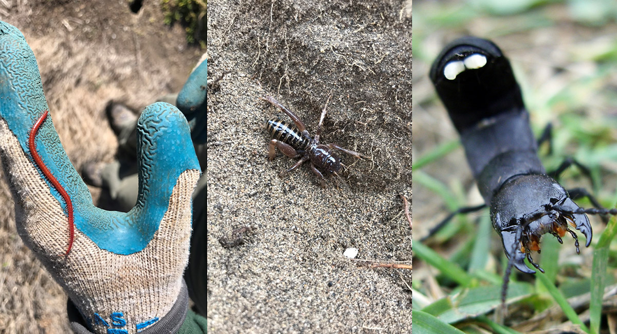 Spot these fascinating insects in our parks | Golden Gate National ...