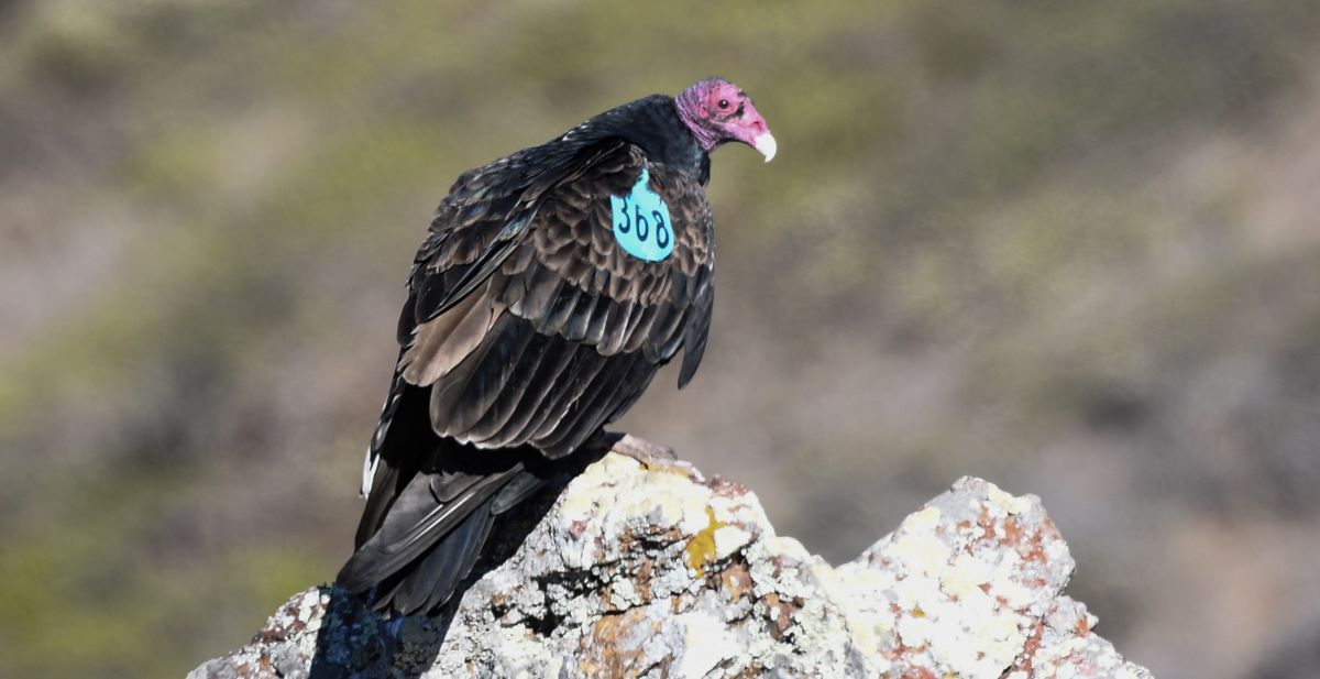 Project Zopilote | Golden Gate National Parks Conservancy