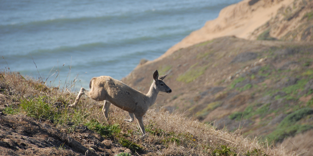 Point Reyes National Seashore | Golden Gate National Parks Conservancy