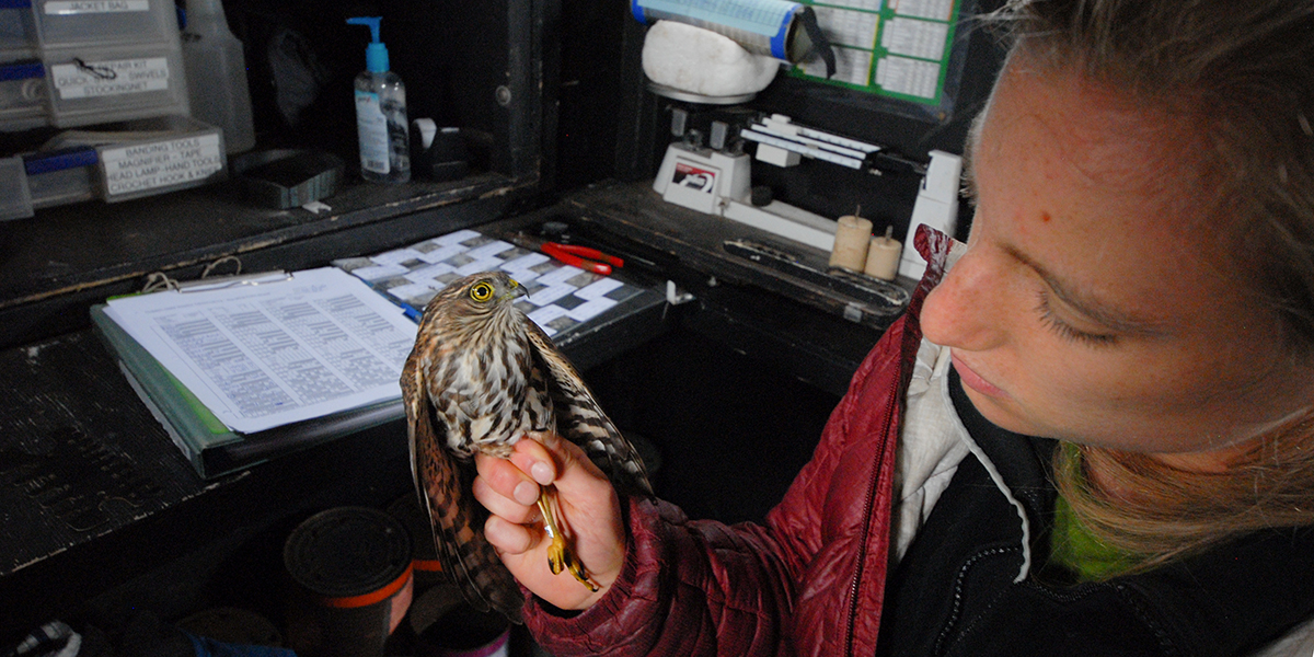 Raptor Banding | Golden Gate National Parks Conservancy