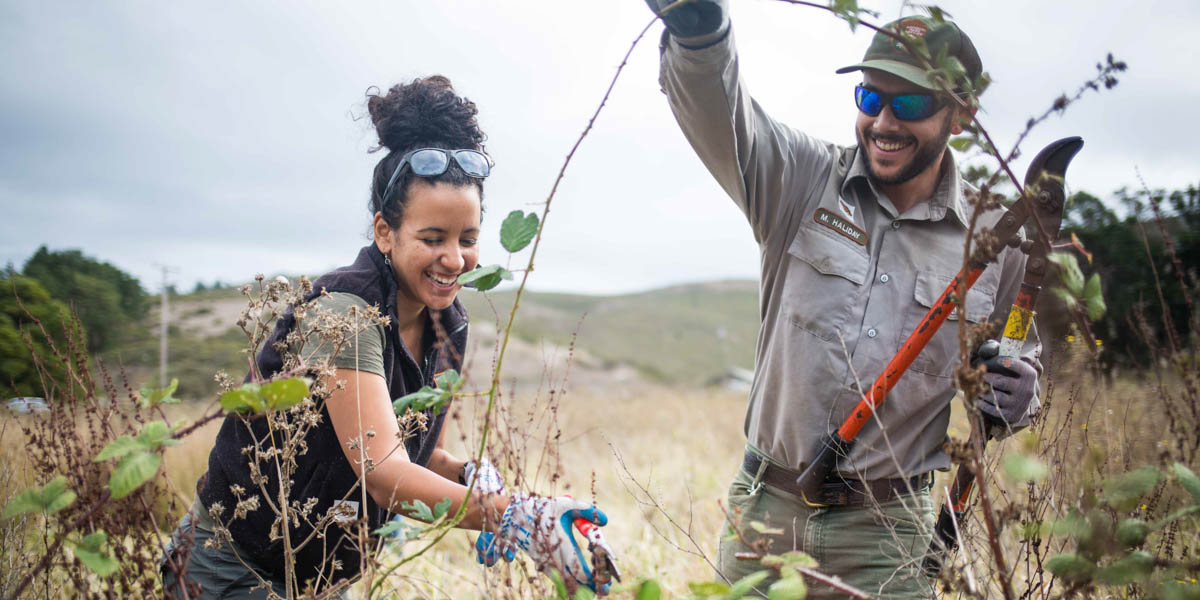 Invasive Plant Patrol | Golden Gate National Parks Conservancy
