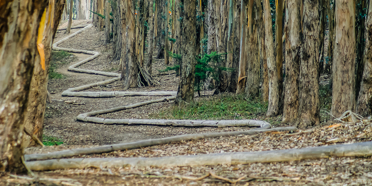 Andy Goldsworthy, Wood Line | Golden Gate National Parks Conservancy
