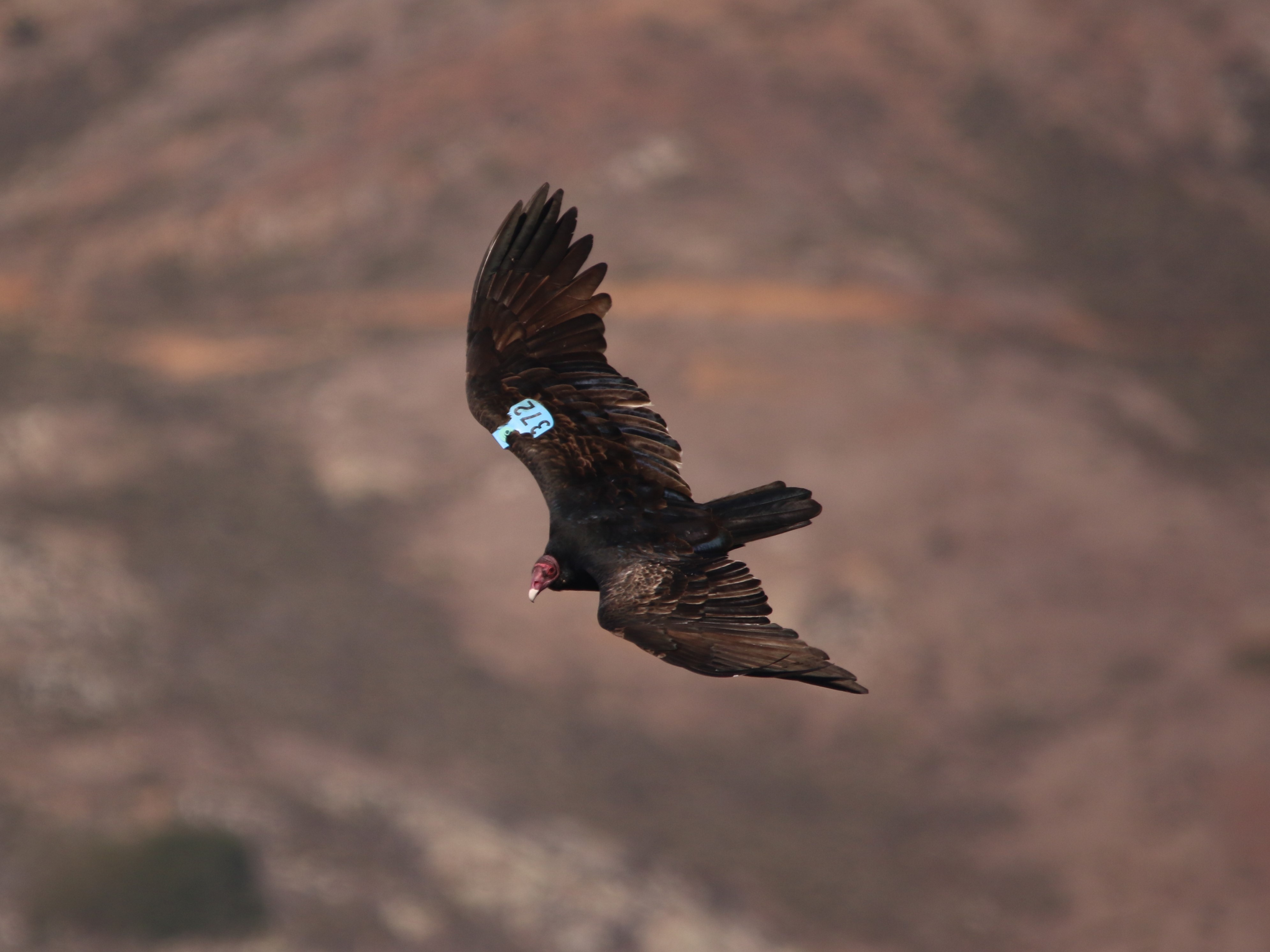 Turkey Vulture | Golden Gate National Parks Conservancy
