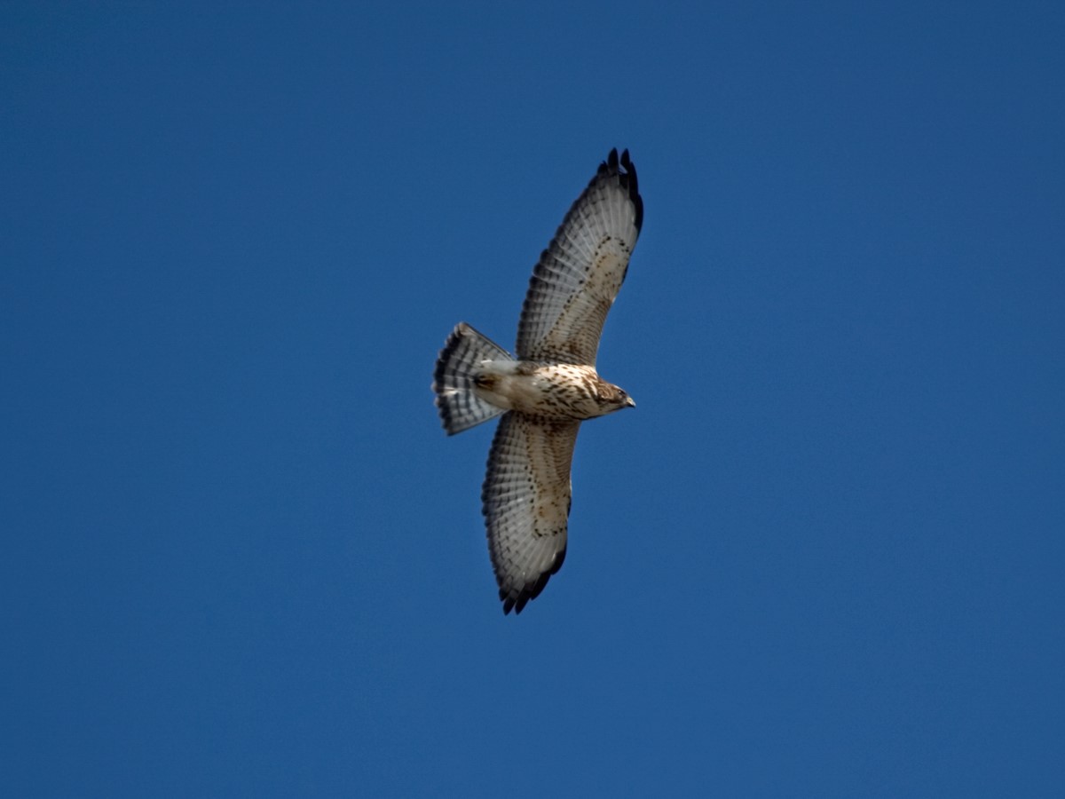 Broad-winged Hawk | Golden Gate National Parks Conservancy