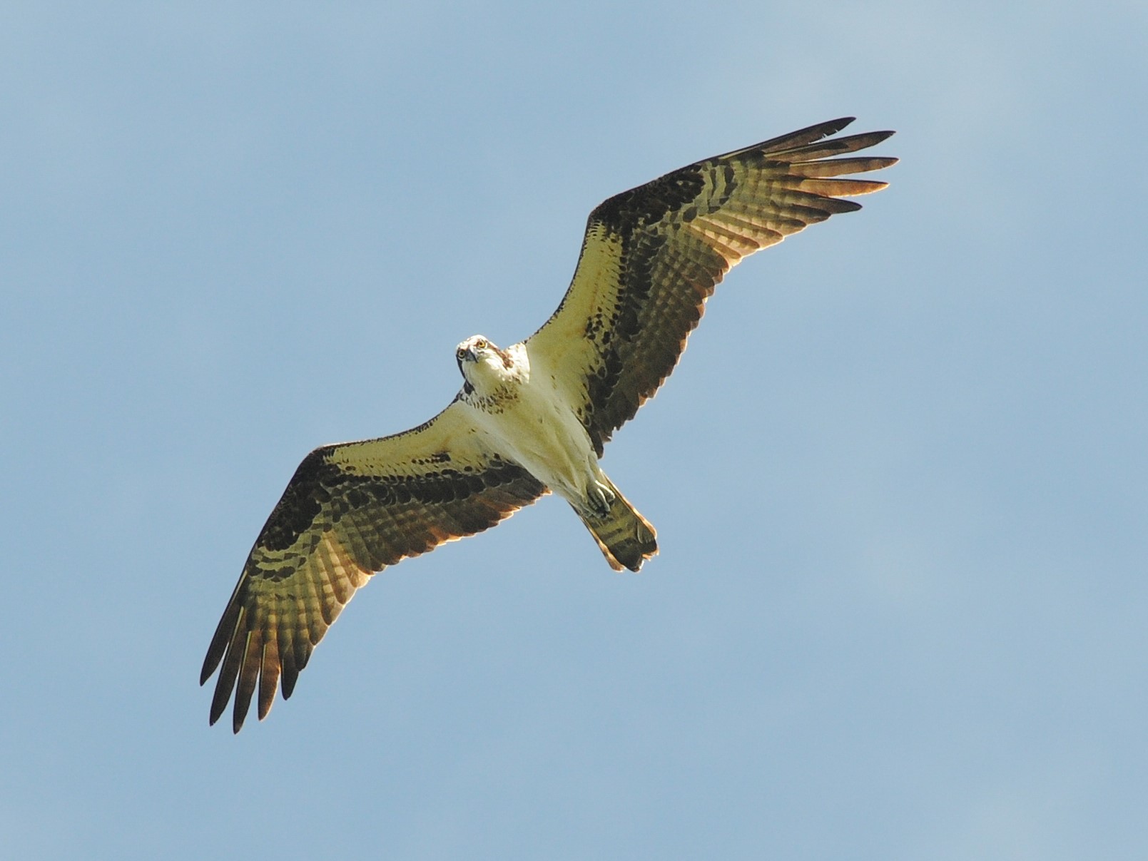 Osprey | Golden Gate National Parks Conservancy