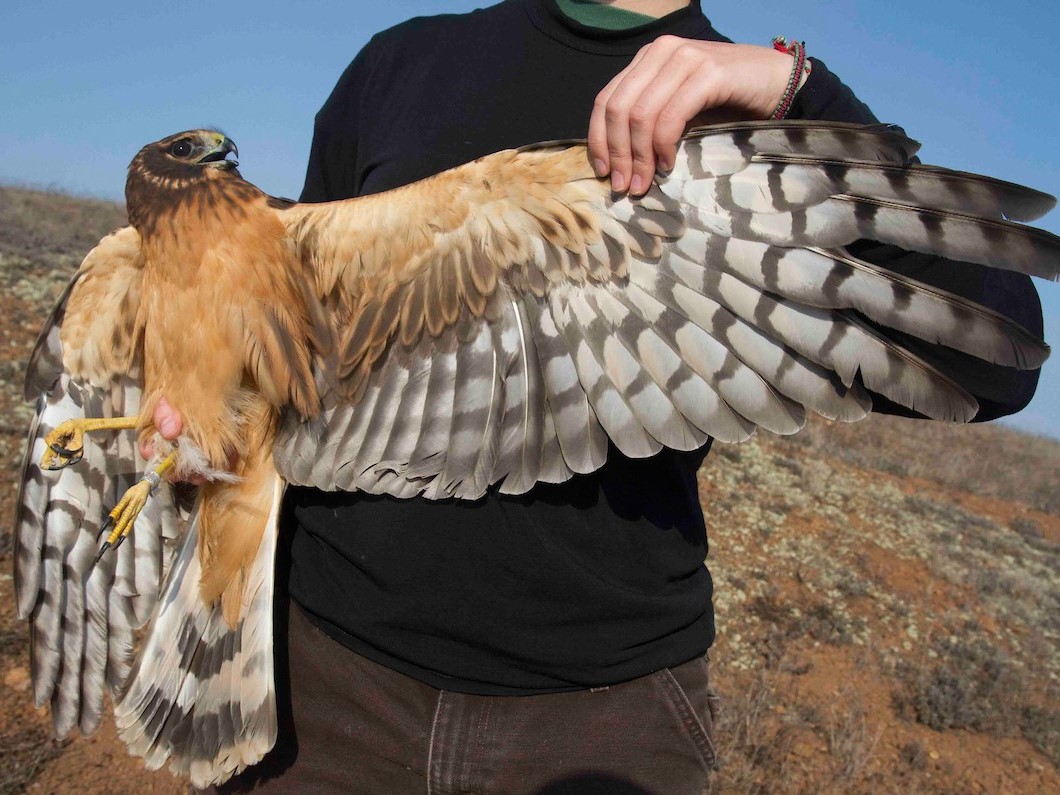 Northern Harrier | Golden Gate National Parks Conservancy