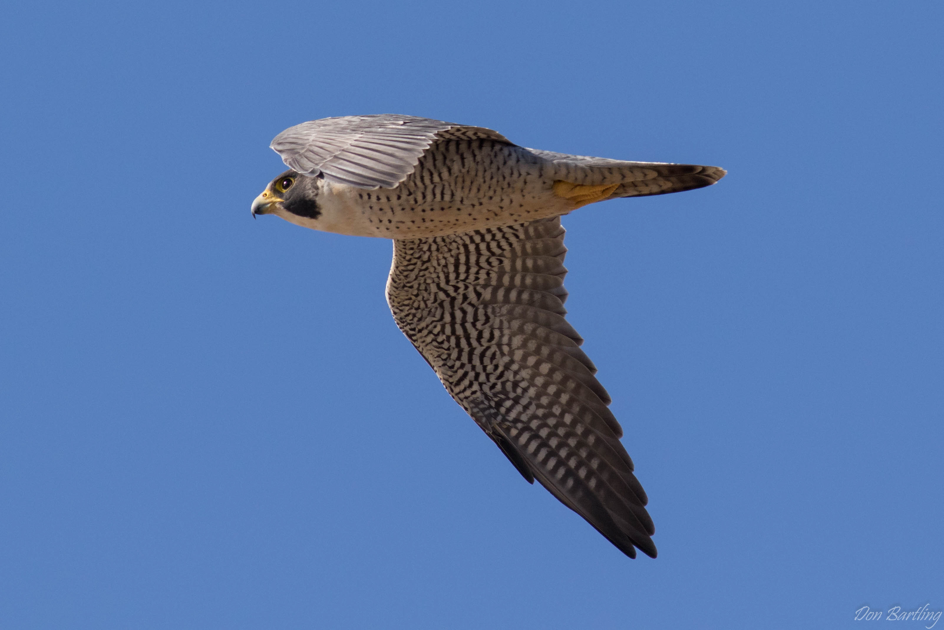 Peregrine Falcon | Golden Gate National Parks Conservancy
