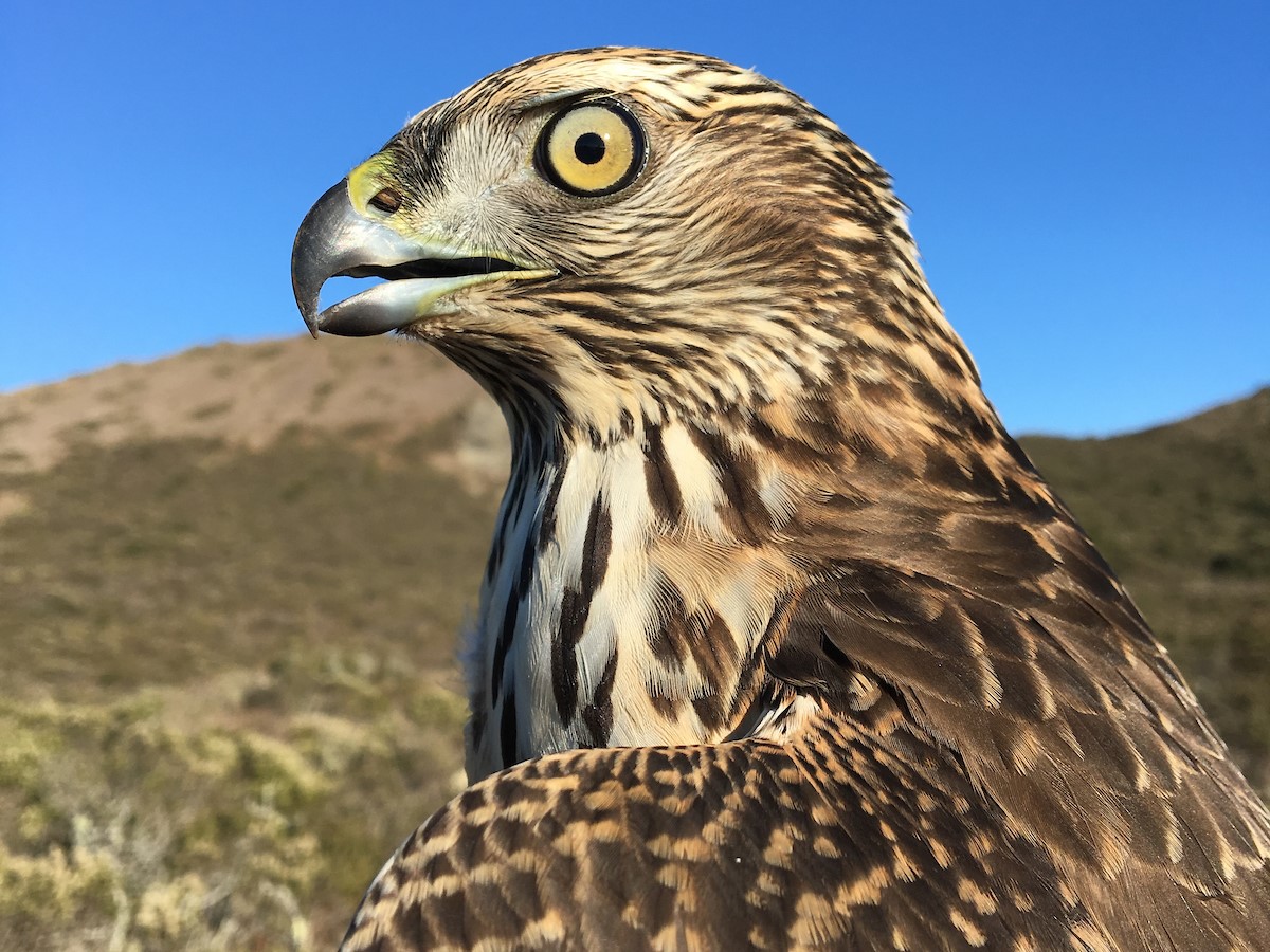 Northern Goshawk | Golden Gate National Parks Conservancy