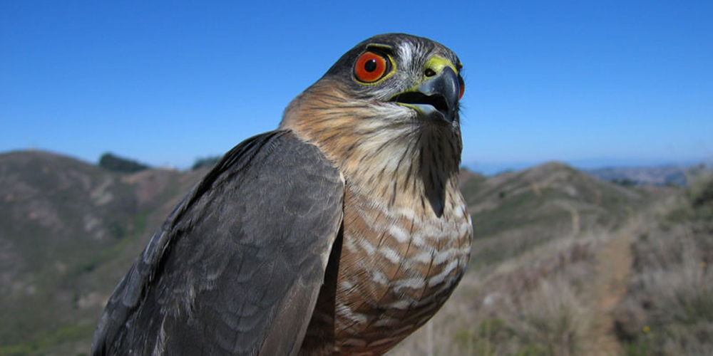 I'm a Sharp-shinned Hawk! | Golden Gate National Parks Conservancy