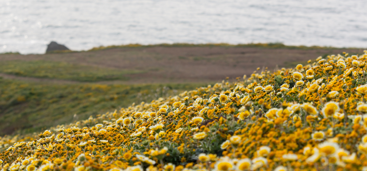 Mori Point | Golden Gate National Parks Conservancy