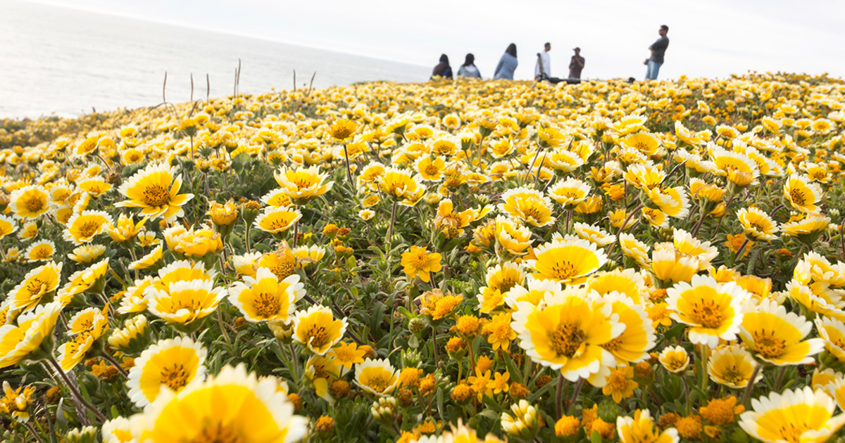 Spring 2023 Gateways: News and photos from the GGNRA | Golden Gate ...