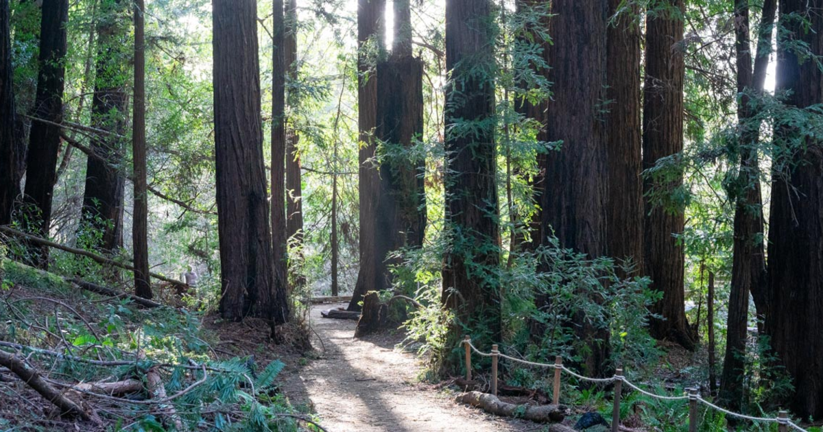 Membership Event: Exploring Roy's Redwoods Nature Preserve | Golden ...