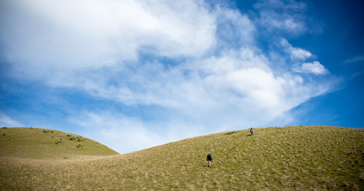 Bald Hill Broom Bust | Golden Gate National Parks Conservancy