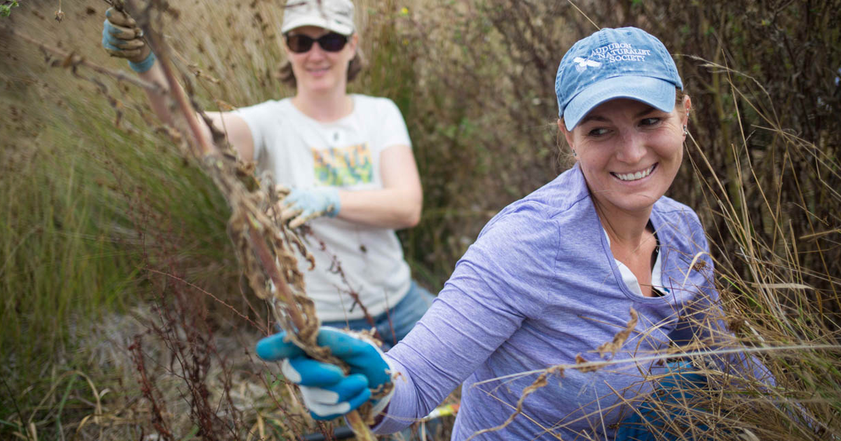 Invasive Plant Patrol | Golden Gate National Parks Conservancy